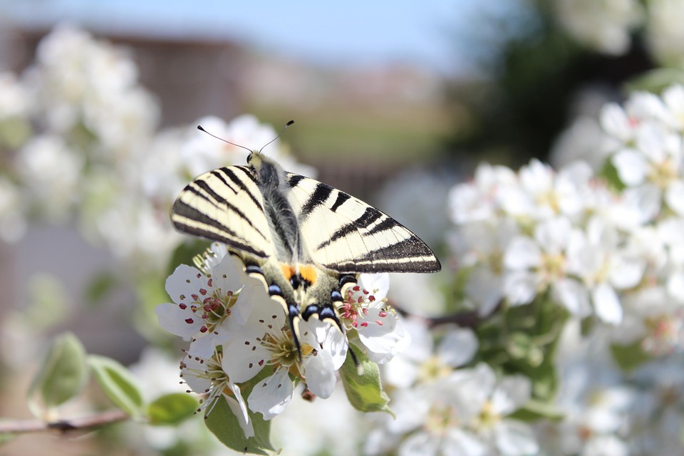 Ukraine Nature Butterfly - Free photo on Pixabay