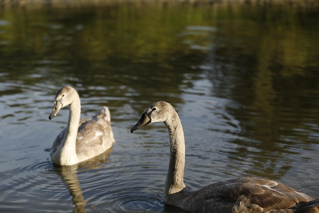 Swan Water Bird Animal - Free photo on Pixabay - Pixabay