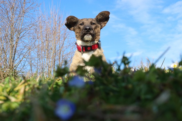 Cachorro Prado Ao Ar Livre - Foto gratuita no Pixabay - Pixabay