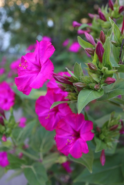 Wild Flowers Natural Plant Flower - Free photo on Pixabay - Pixabay