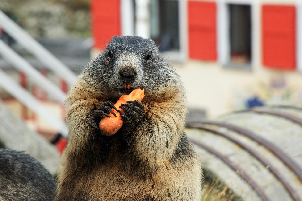 Plus de 80 000 images de Marmotte Dessin et de Marmotte - Pixabay