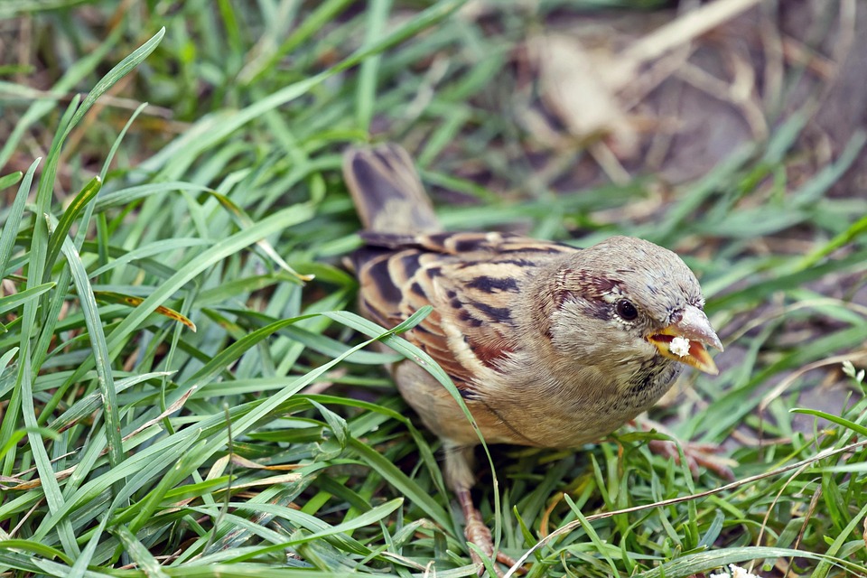 Bird Sparrow Feathers - Free photo on Pixabay - Pixabay