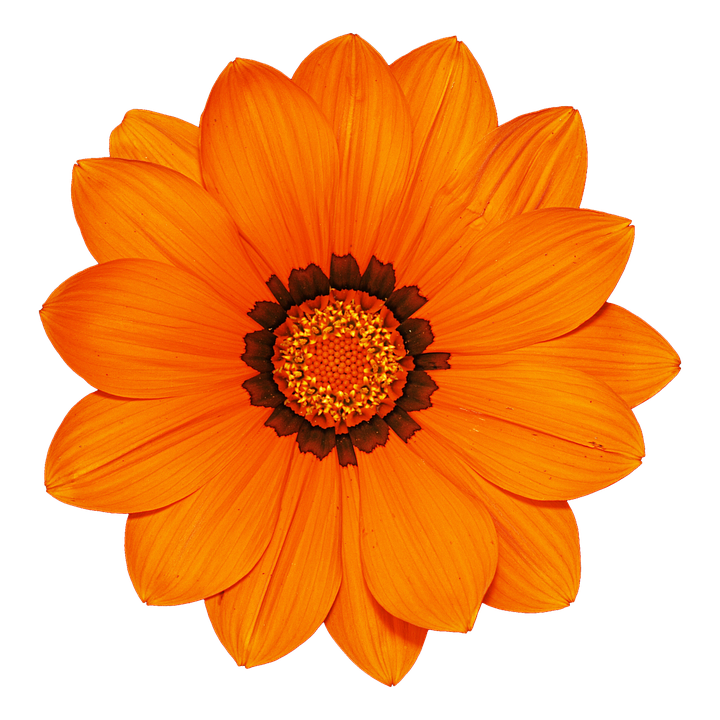 Download Blossom Bloom Flower Royalty-Free Stock Illustration Image ...