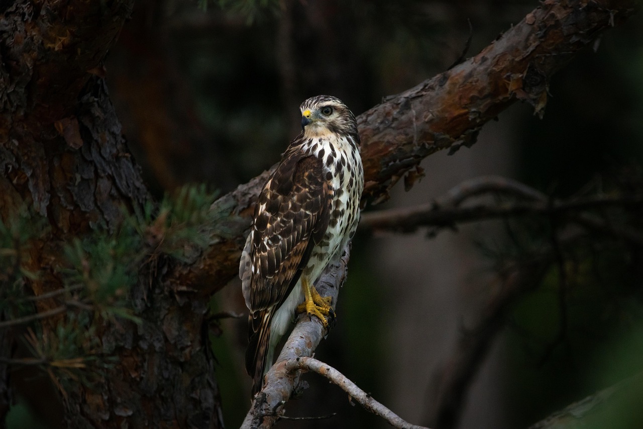 Bird Ornithology Avian - Free photo on Pixabay - Pixabay