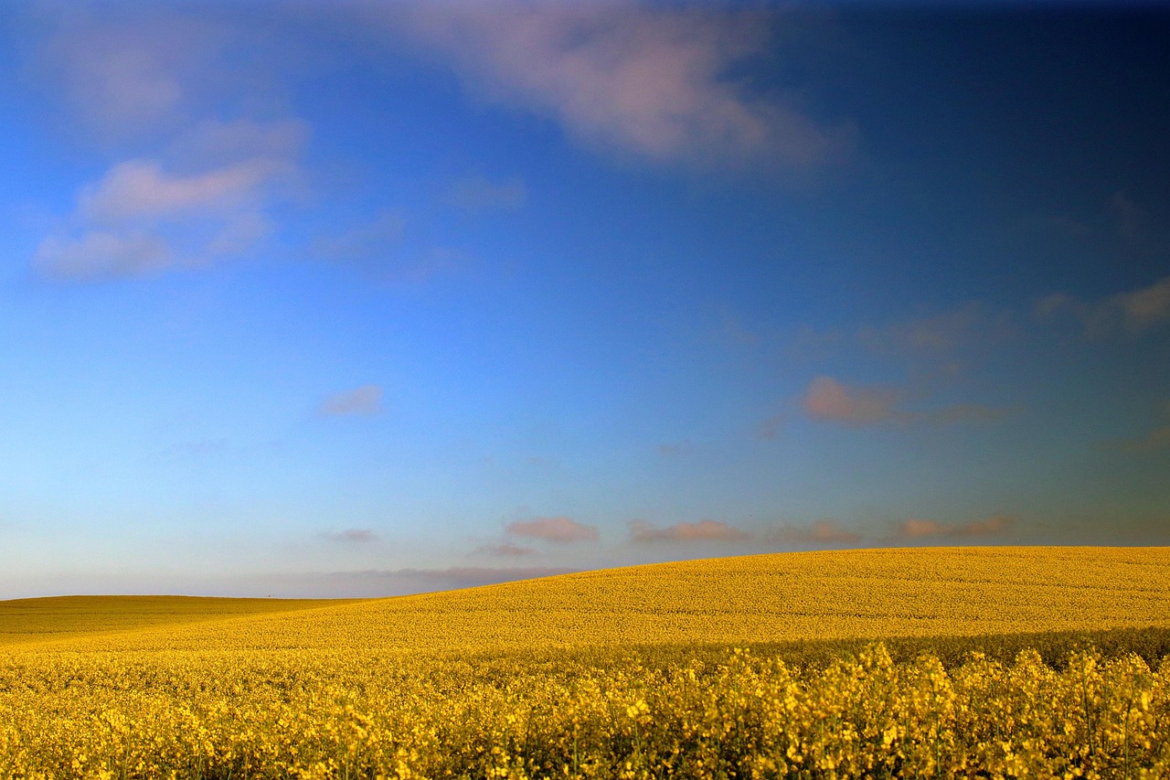 Landscape Nature Oilseed Rape - Free photo on Pixabay