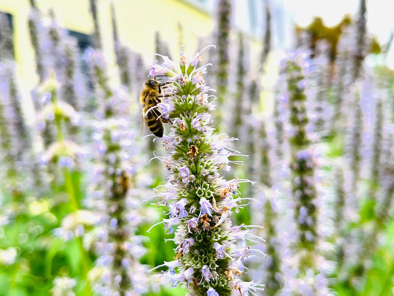 Bee Honey - Free photo on Pixabay - Pixabay