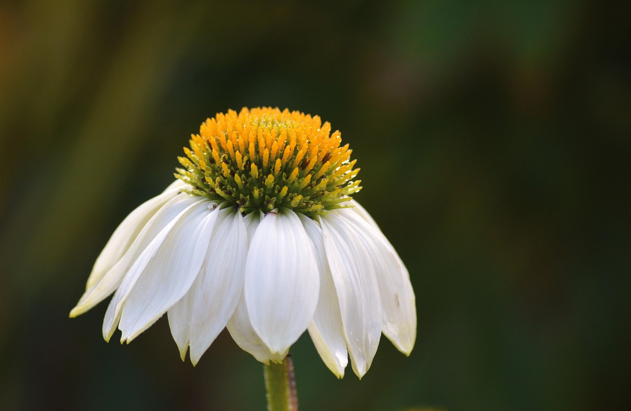 1,000+ Free Coneflower & Echinacea Images - Pixabay