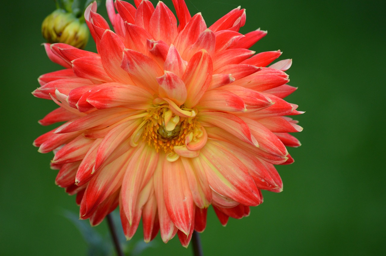 Discover and download free images - Pixabay