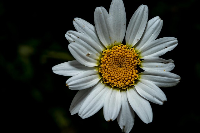 Margarida Comum Oxeye - Foto gratuita no Pixabay - Pixabay