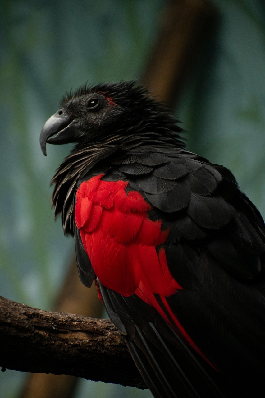 2+ Free Papuga Pesquet & Pesquet'S Parrot Photos - Pixabay