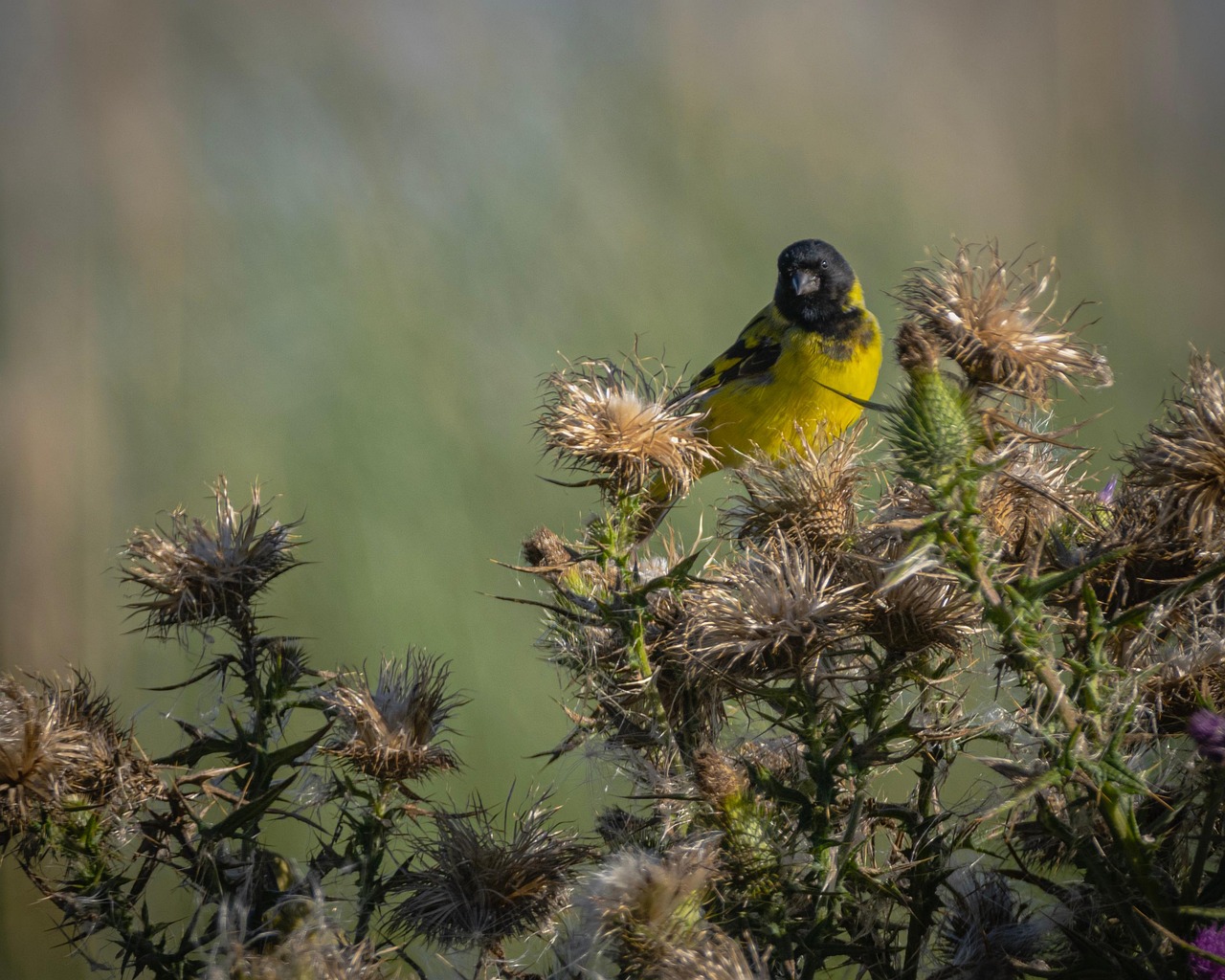 Bird Wild Animal - Free photo on Pixabay - Pixabay