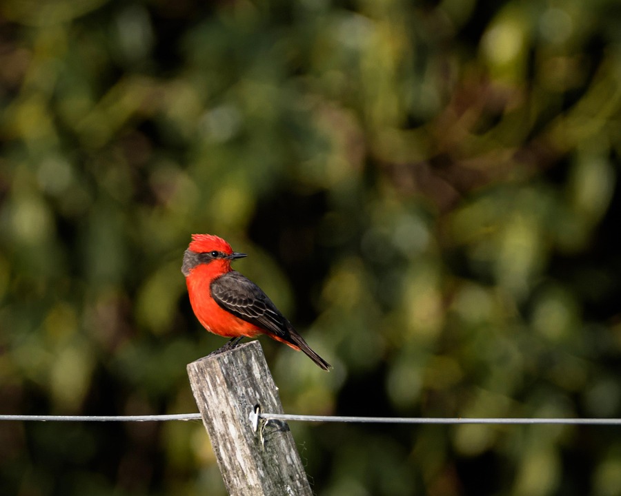 Flycatcher Bird Wild - Free photo on Pixabay - Pixabay