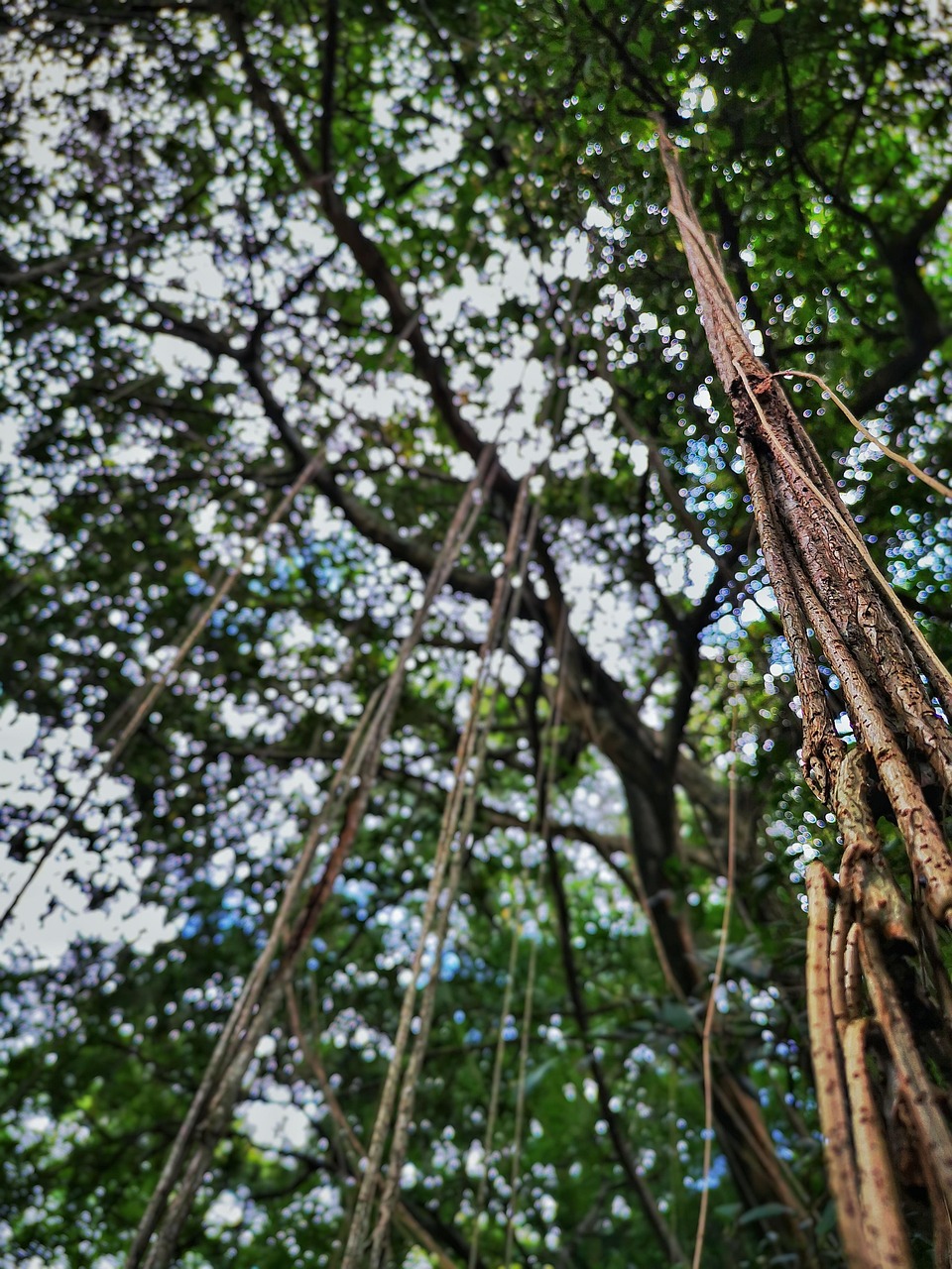 Liane Jungle Vignes - Photo gratuite sur Pixabay - Pixabay
