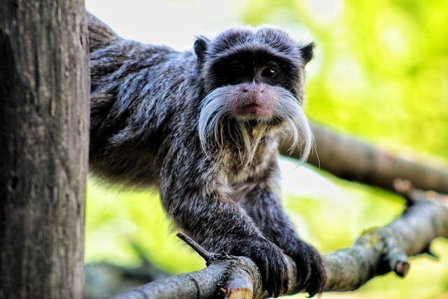 The Monkey Zoo Cute - Free photo on Pixabay