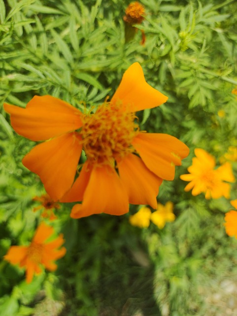 便便花 花 - Pixabay上的免费照片 - Pixabay