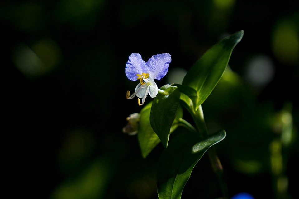 Capim Galinheiro Flor Lindo Flores - Foto gratuita no Pixabay