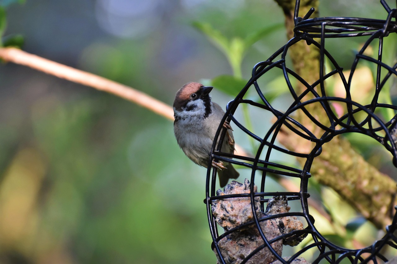 5,000+ Free Sparrows & Nature Images - Pixabay