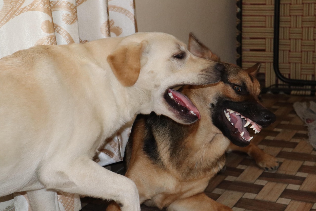 Pertarungan Anjing Bertarung - Foto gratis di Pixabay