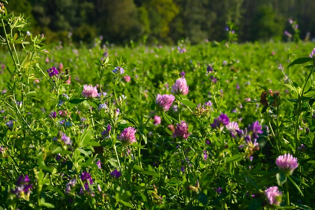 Clover Field Nature - Free photo on Pixabay - Pixabay