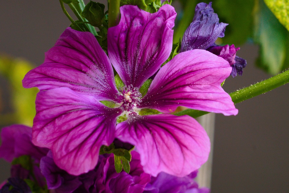 Mallow Bloom Bunga Ungu - Foto gratis di Pixabay - Pixabay