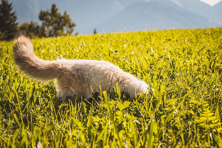 300+ Free Mice & Mouse Images - Pixabay