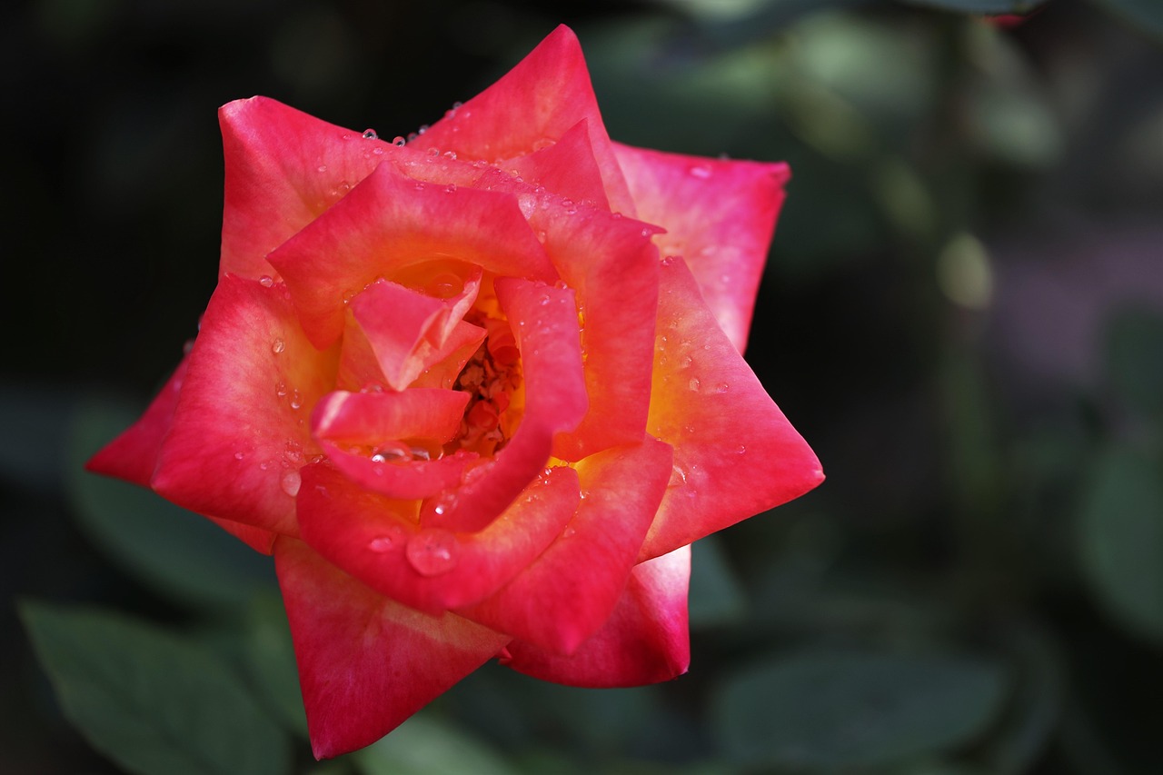 Alinka Rose Rosa Vermelha Amarela - Foto gratuita no Pixabay - Pixabay
