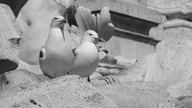 Seagull Detail Belly - Free photo on Pixabay - Pixabay