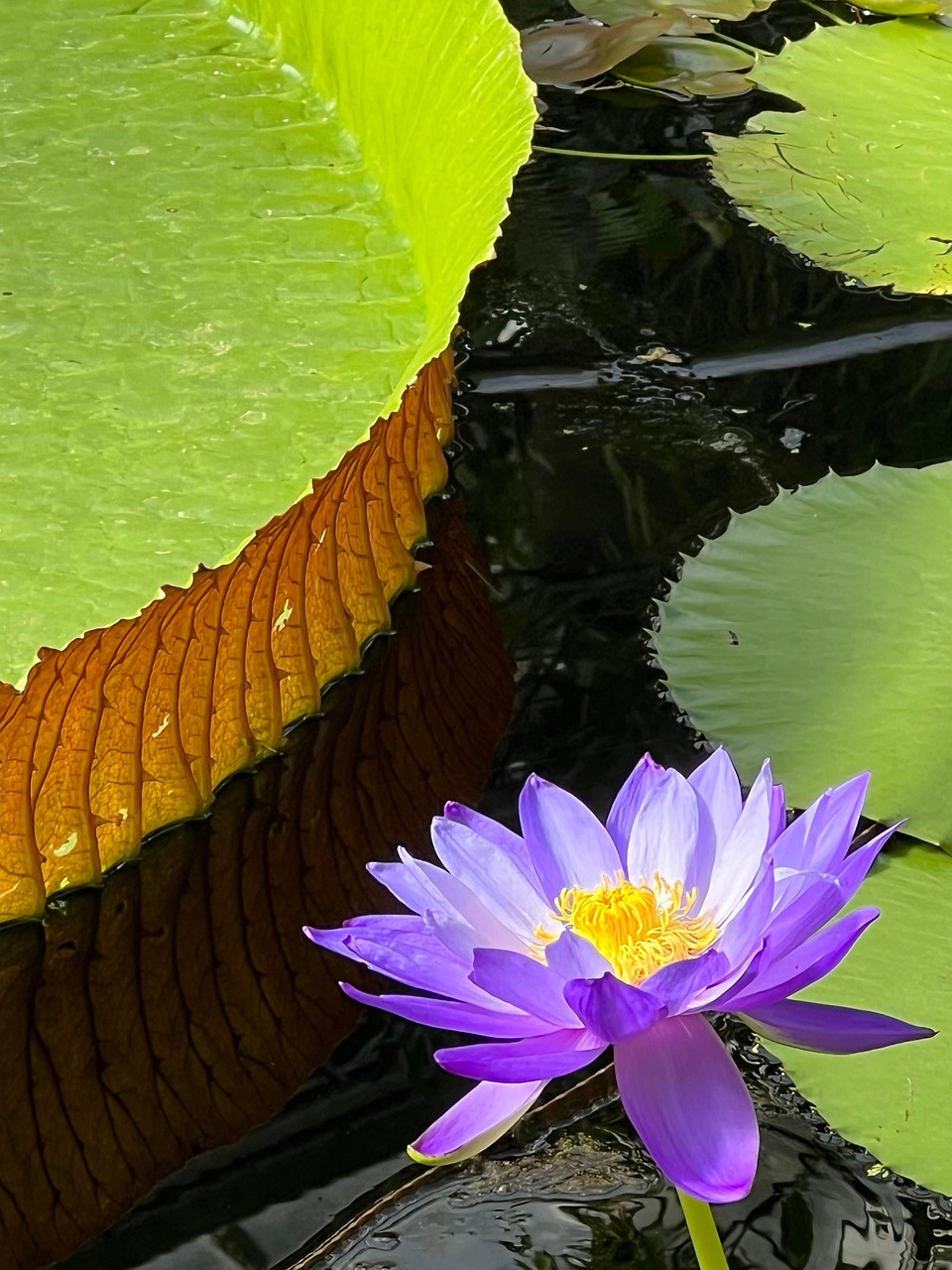 Bunga Bakung Kolam Tenang - Foto gratis di Pixabay - Pixabay