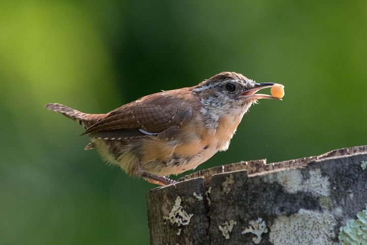 300+ Free Wren & Bird Images - Pixabay