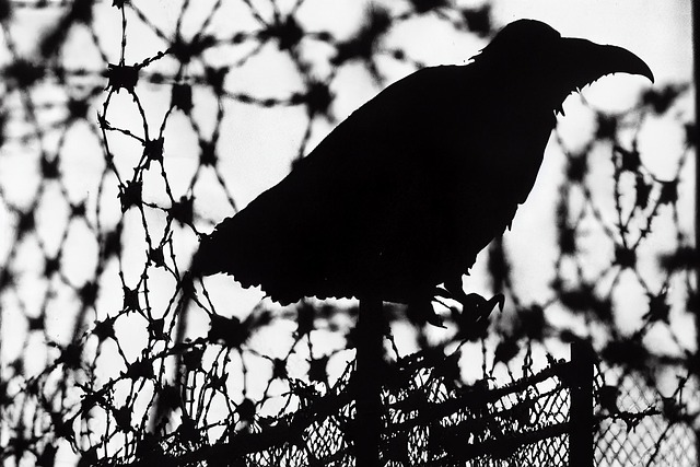 Explore 949+ Free Barbed Wire Illustrations: Download Now - Pixabay