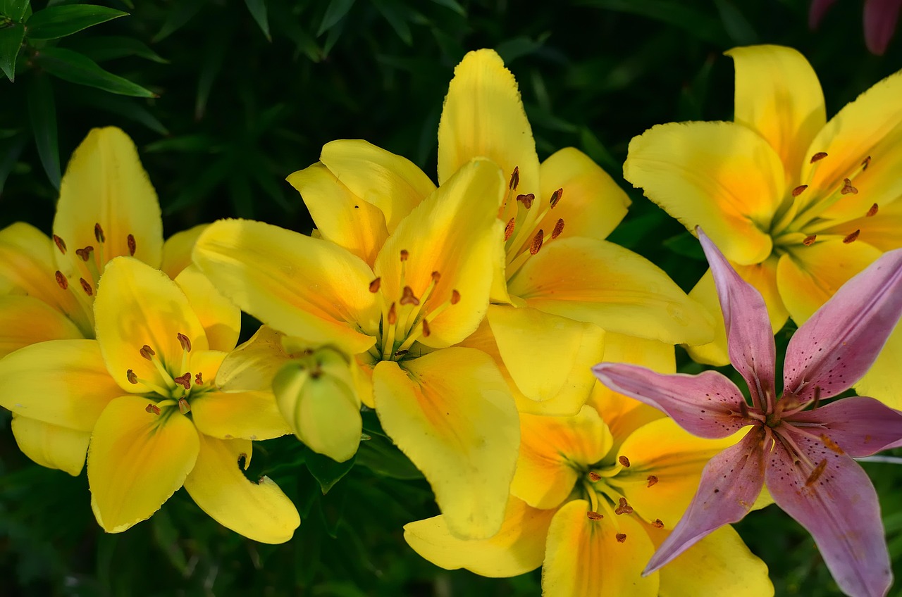 Daun Bunga Kecantikan Flora Musim - Foto gratis di Pixabay