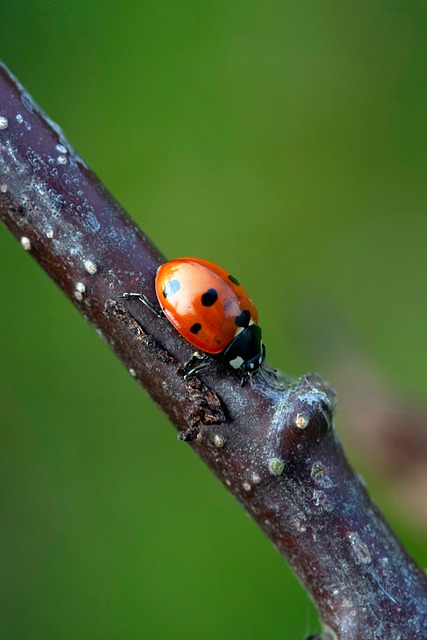 Ladybird Ladybug Insect - Free photo on Pixabay - Pixabay