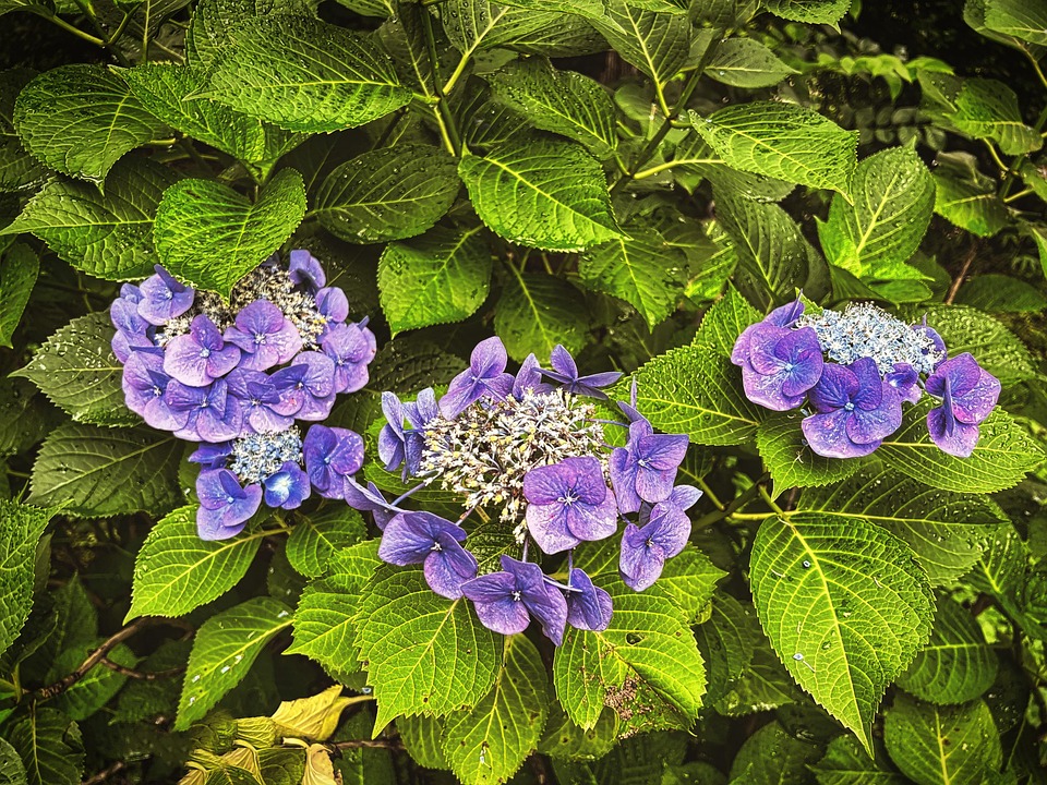 French Hydrangea Lacecap - Free photo on Pixabay