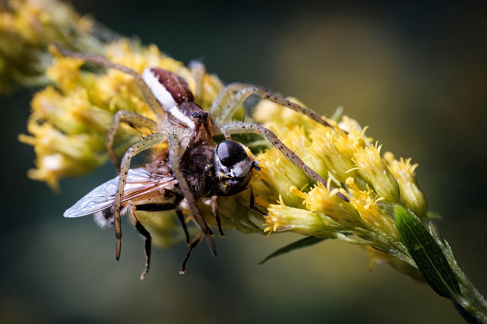 Spider Hunter Booty Free Photo On Pixabay