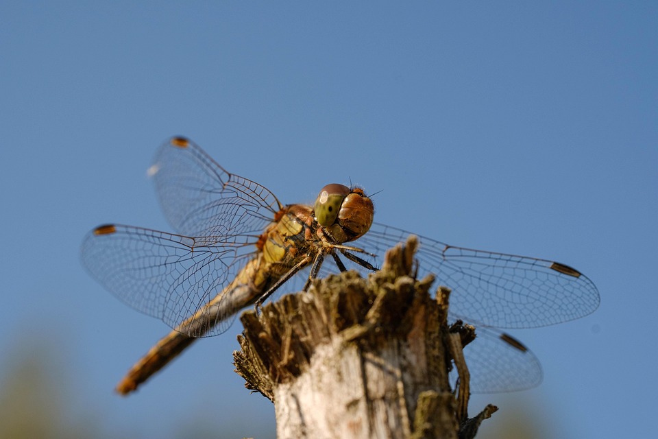 Dragonfly Nature Insect - Free photo on Pixabay