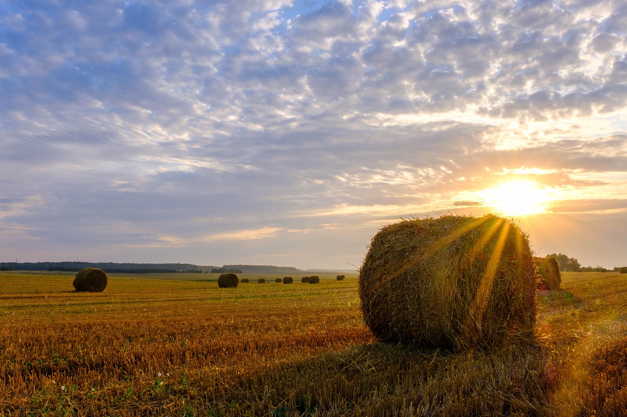 Field Harvest Sunrise - Free photo on Pixabay - Pixabay