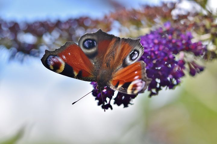 600+ Free Peacock-Eye & Peacock Eye Images - Pixabay