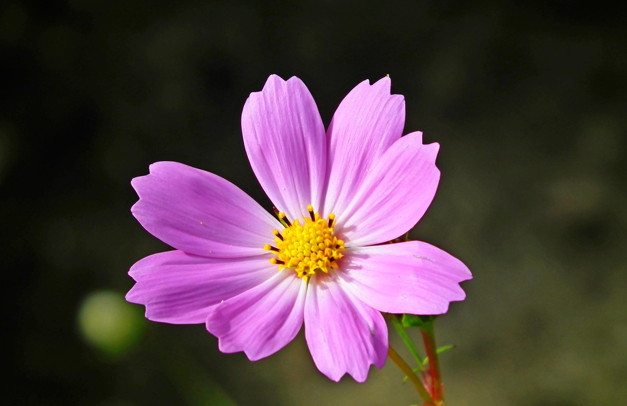 Cosmos Flowers Pink - Free photo on Pixabay