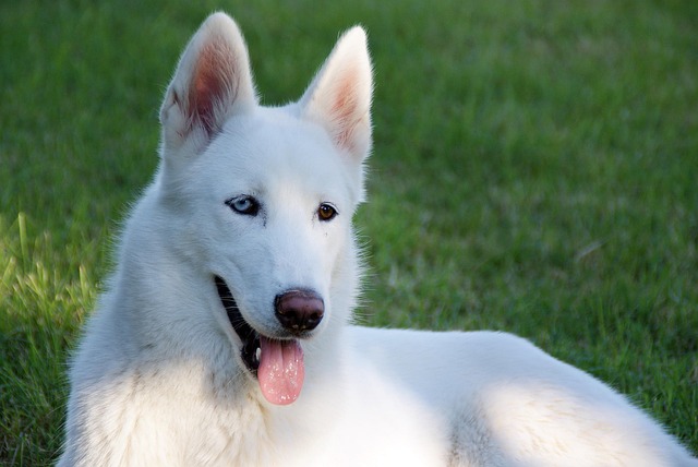 Dog Animal Pet White - Free photo on Pixabay - Pixabay