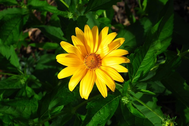 Flores Amarelo Jardim - Foto gratuita no Pixabay - Pixabay