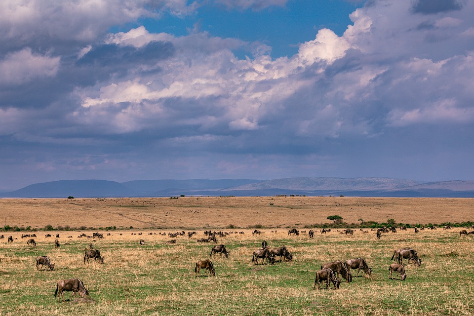 Wild Animals Maasai Mara - Free photo on Pixabay - Pixabay