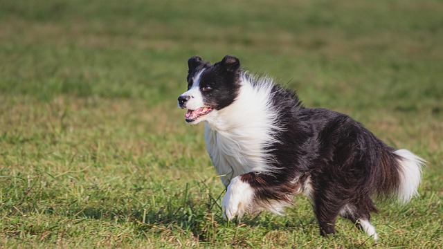 Hond Rennende Hondenpark - Gratis foto op Pixabay - Pixabay
