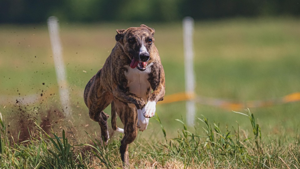 Dog Running Field - Free photo on Pixabay - Pixabay