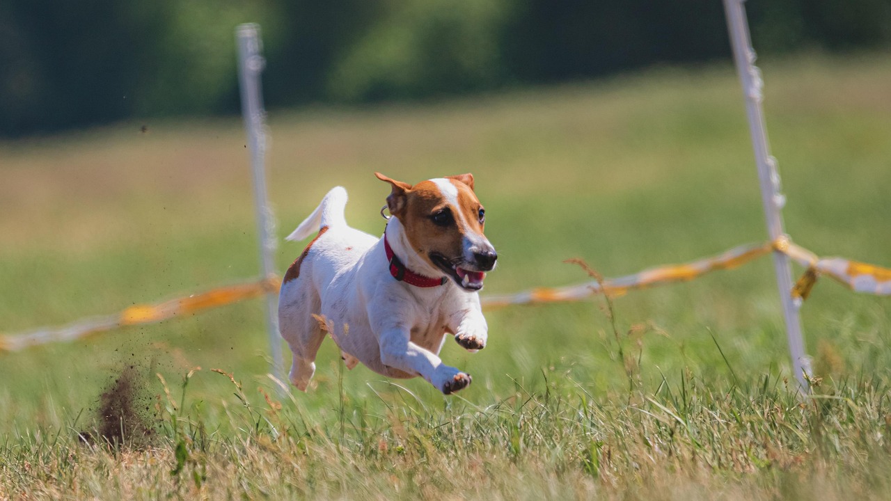 Dog Running Field - Free photo on Pixabay