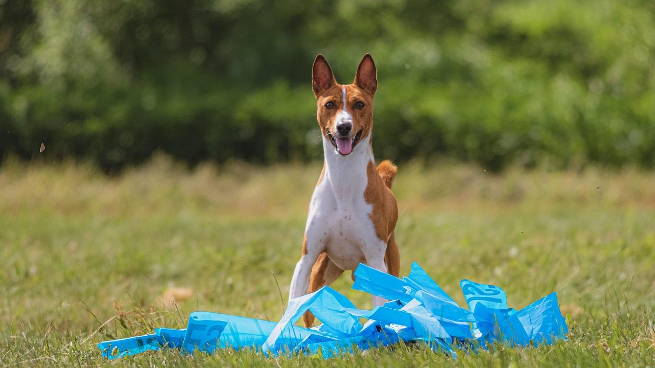 Dog Running Beautiful - Free photo on Pixabay - Pixabay