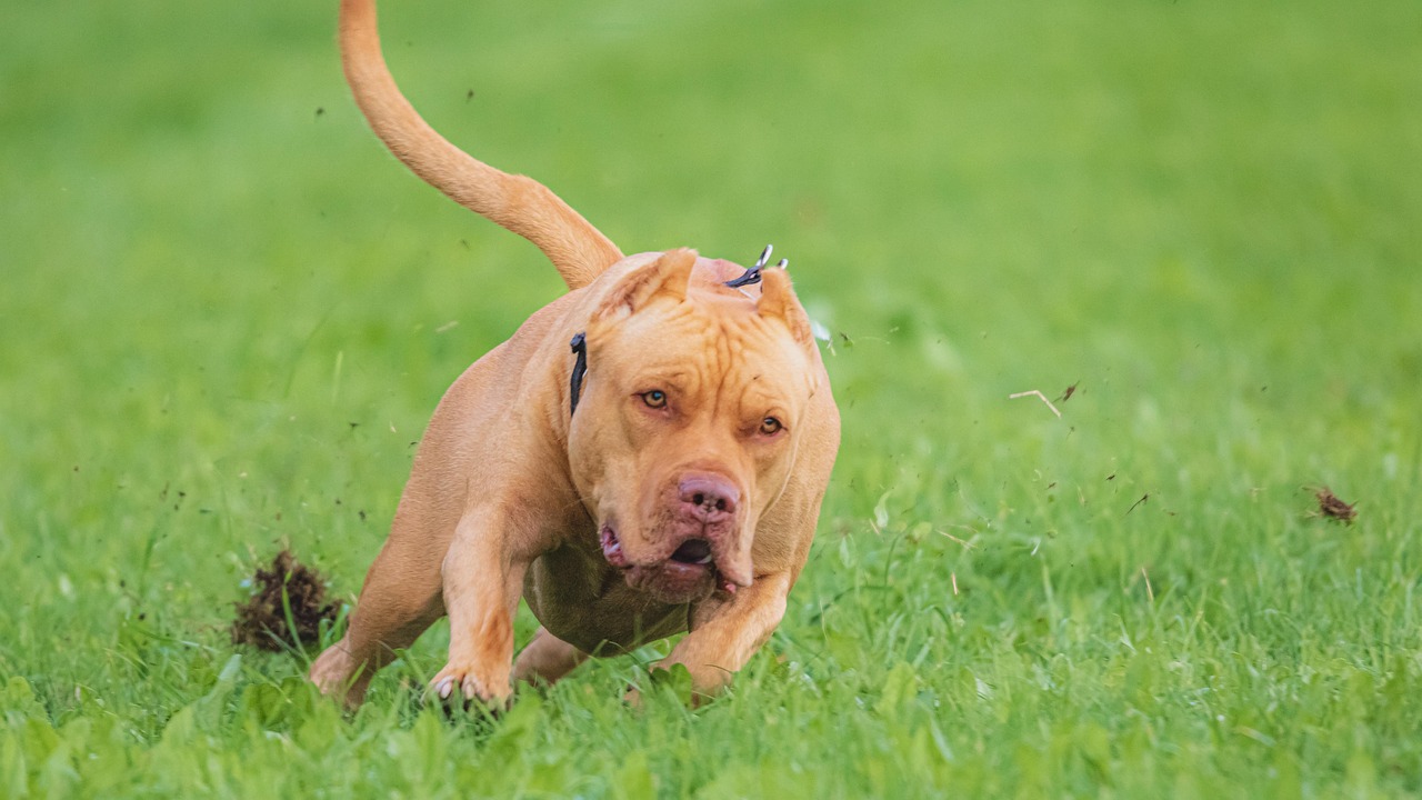Free Dog Photos & Pictures: 40,000+ Cute Dog Images in HD - Pixabay