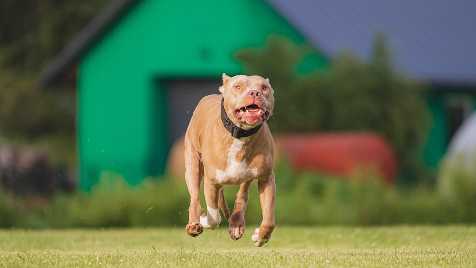 Dog Running Field - Free photo on Pixabay