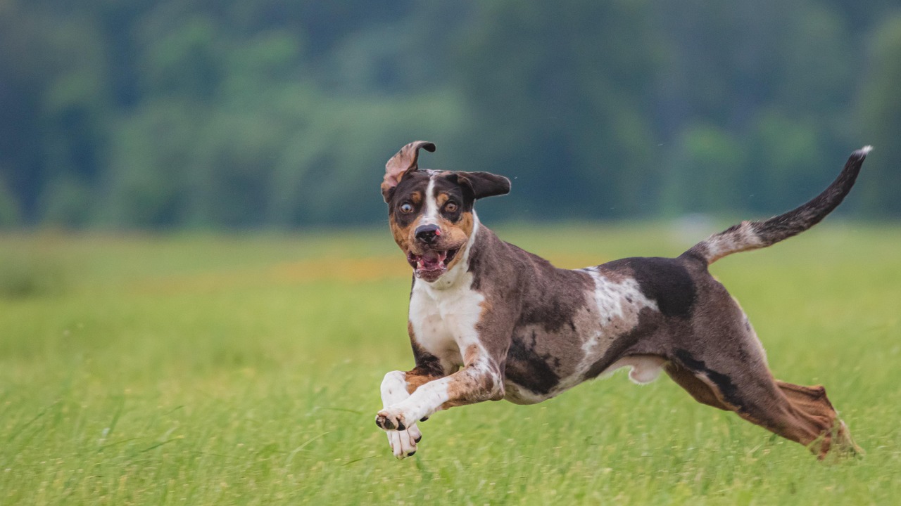 Dog Running Beautiful - Free photo on Pixabay - Pixabay