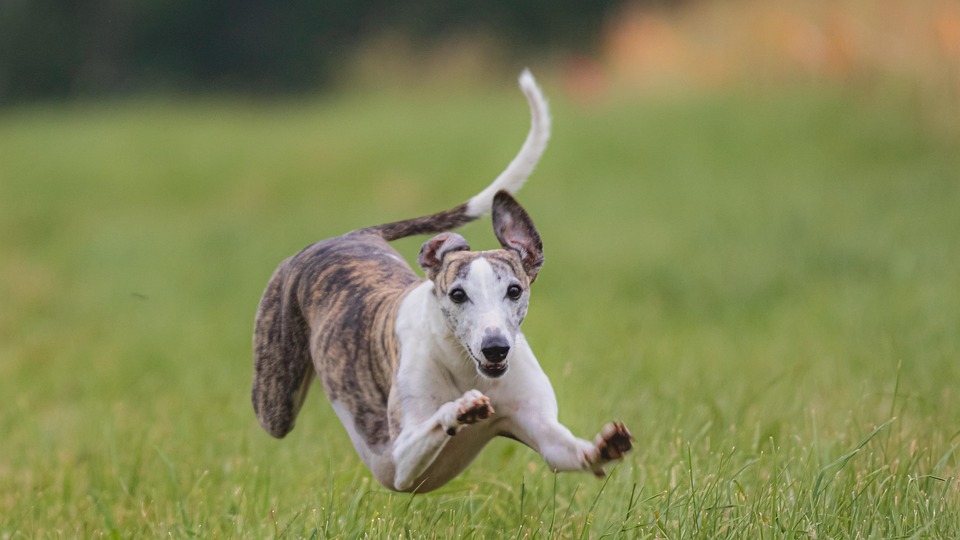Dog Running Beautiful - Free photo on Pixabay