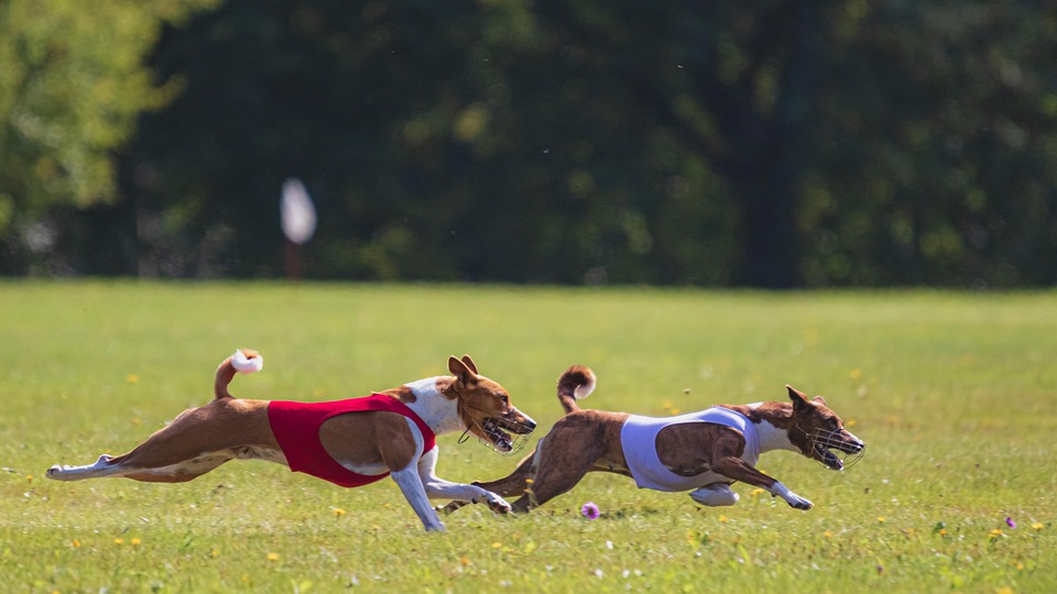 Dog Running Beautiful - Free photo on Pixabay - Pixabay